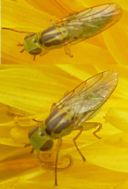 Diptera.info - Discussion Forum: Chloropidae - Meromyza --> pratorum or ...