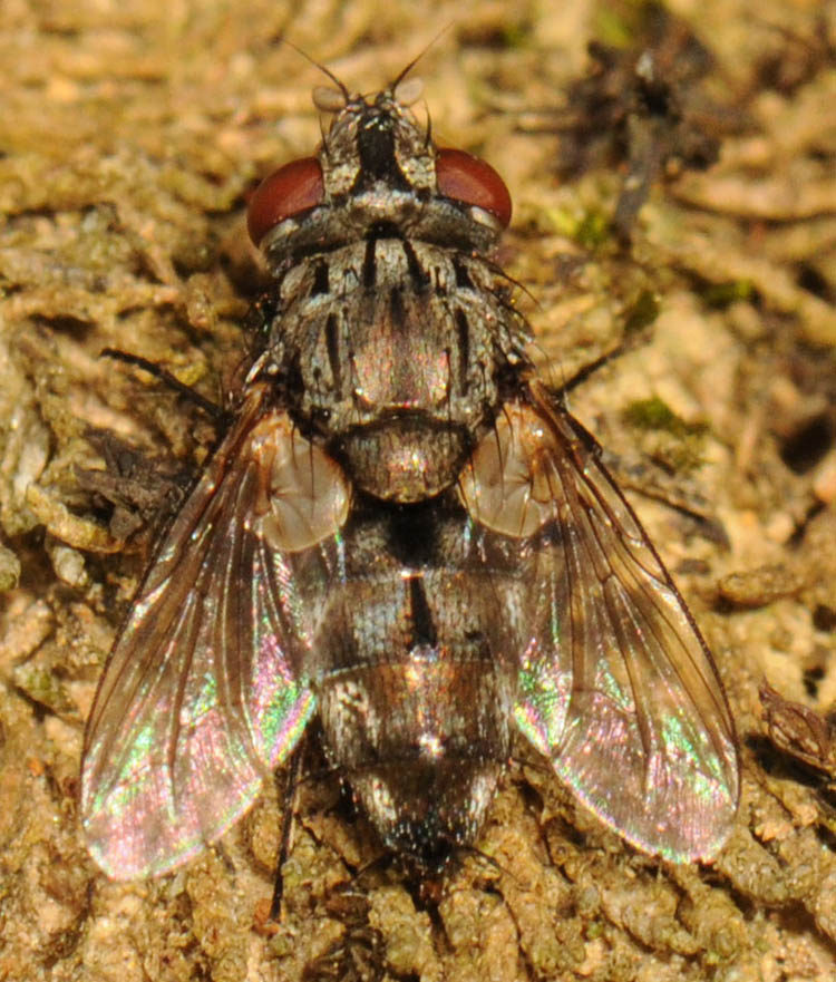 Diptera.info - Discussion Forum: Metopia argyrocephala-group female
