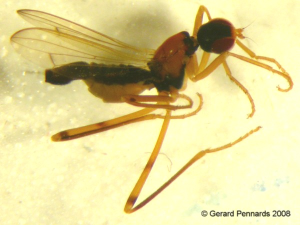 Diptera.info - Discussion Forum: Neria octoannulata???