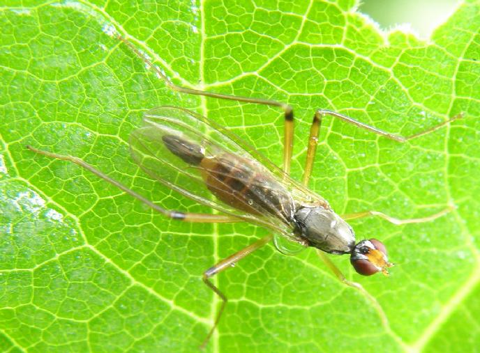 Diptera.info - Discussion Forum: Micropezidae -> Neria sp.