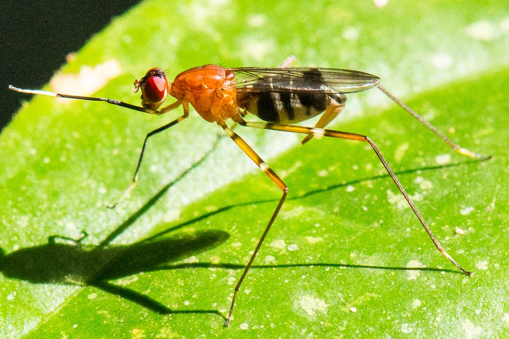 Diptera.info - Discussion Forum: Costa Rica: Micropezidae
