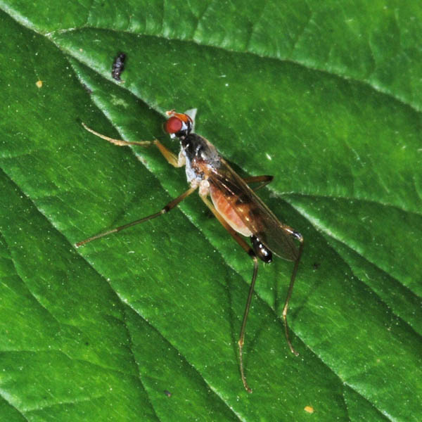 Diptera.info - Discussion Forum: Micropezidae, June 2008, Hungary