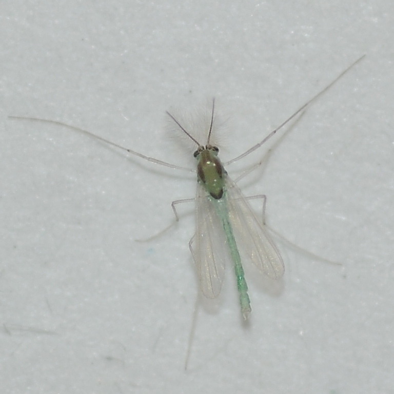 Diptera.info - Discussion Forum: Chironomidae: Tanytarsini from USA