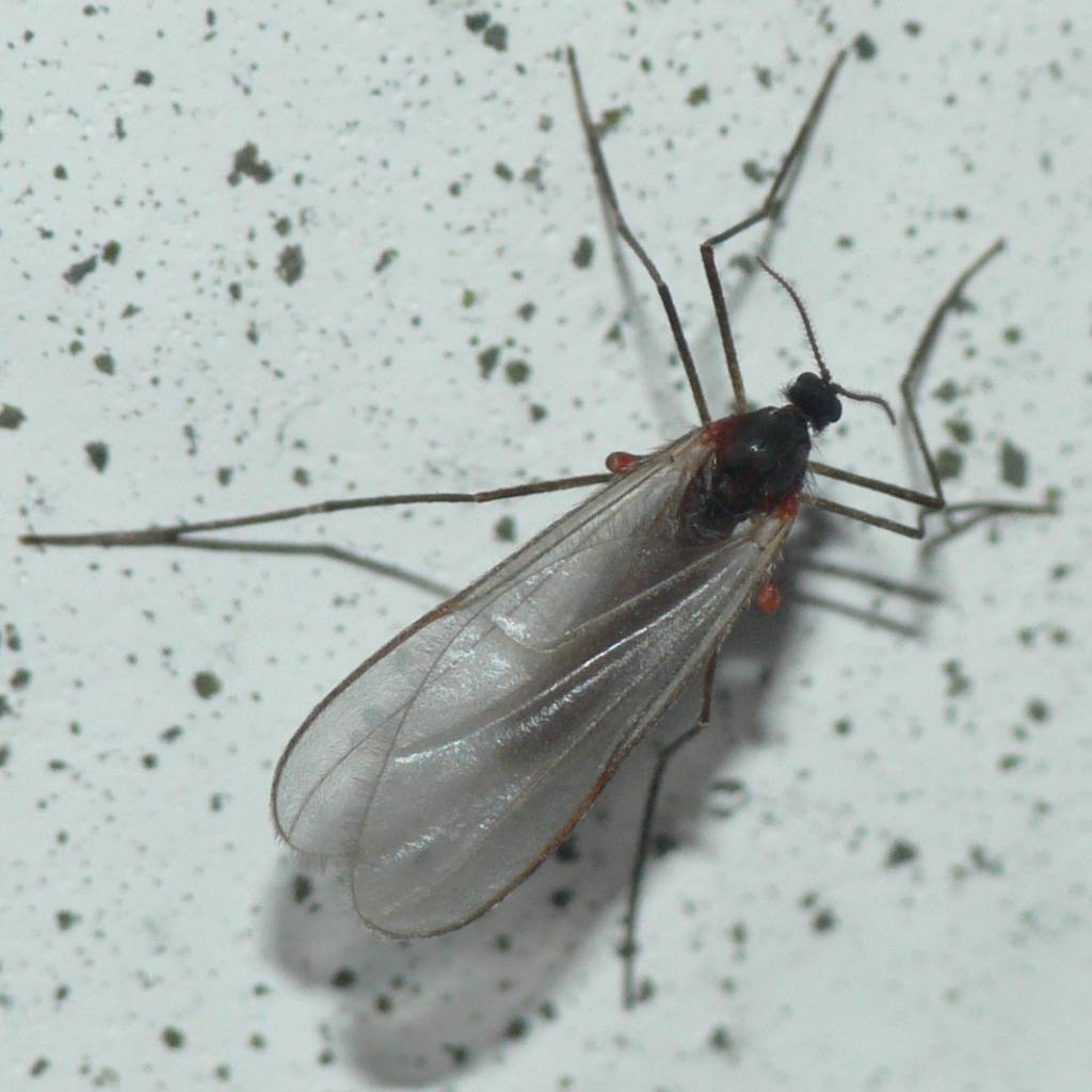 Diptera.info - Discussion Forum: Big Cecidomyiidae from 07.04.13 ...