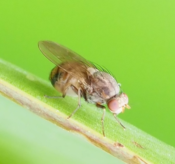 Diptera.info - Discussion Forum: Minettia