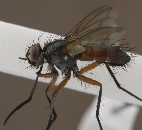 Diptera.info - Discussion Forum: UK Tachinidae Mintho rufiventris