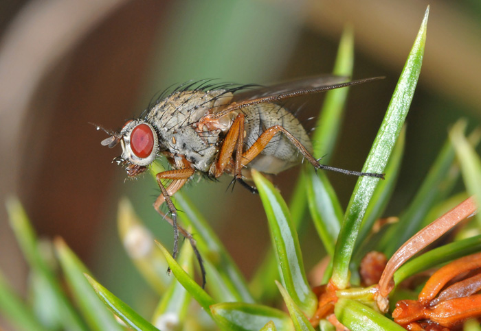 Diptera.info - Discussion Forum: Grey fly