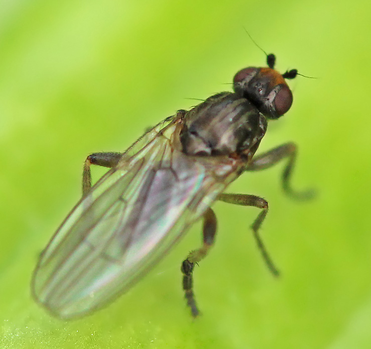 Diptera.info - Discussion Forum: Sphaeroceridae for ID, N Spain --> Copromyza sp.