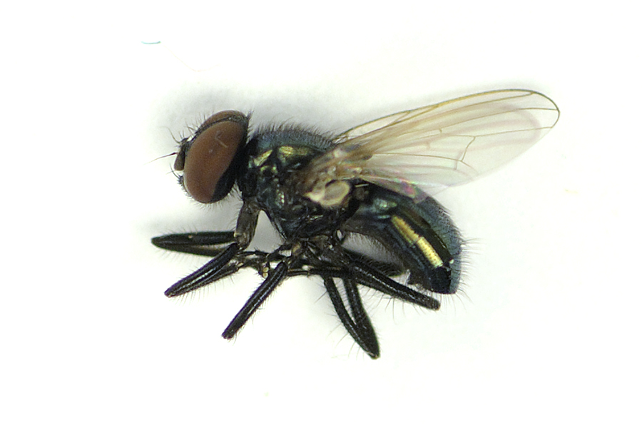 Diptera.info - Discussion Forum: Hydrotaea capensis (Muscidae)