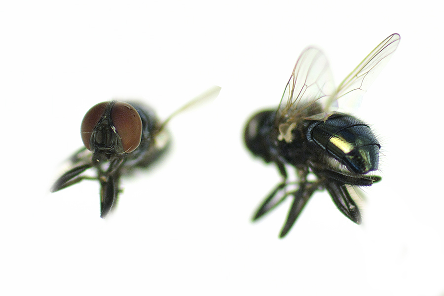 Diptera.info - Discussion Forum: Hydrotaea capensis (Muscidae)