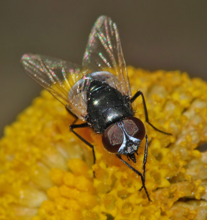 Diptera.info - Discussion Forum: Musca osiris/vitripennis, C Spain