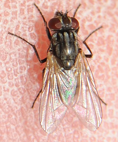 Diptera.info - Discussion Forum: Is this Musca domestica?