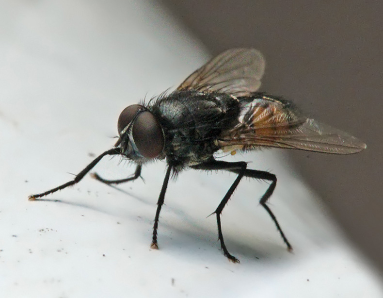 Diptera.info - Discussion Forum: Musca autumnalis??, N Spain