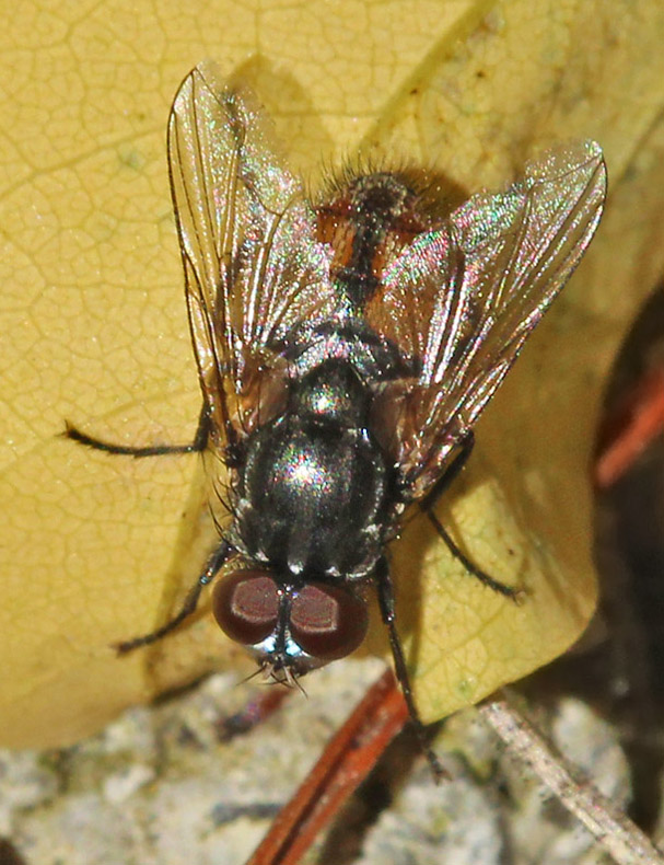 Diptera.info - Discussion Forum: Musca sp for ID, N Spain --> Musca ...