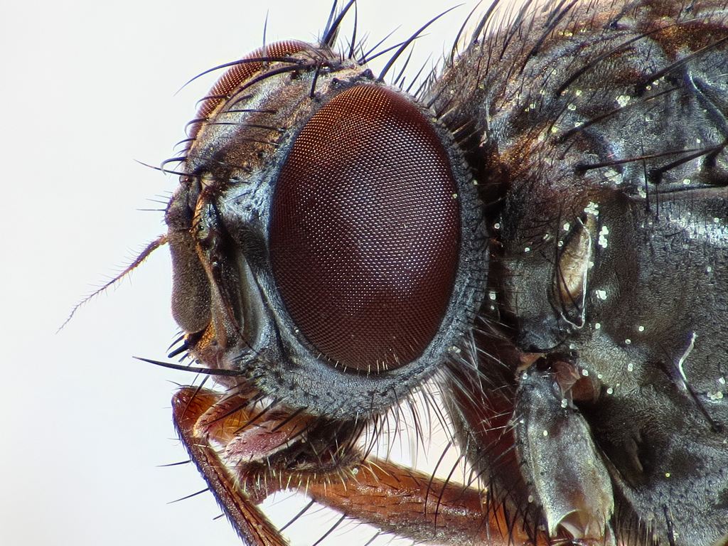 Diptera.info - Discussion Forum: Muscidae: