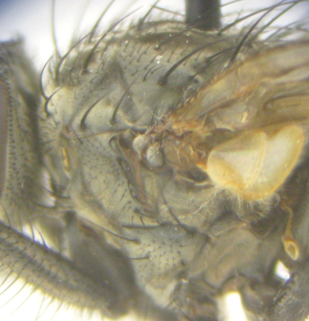 Diptera.info - Discussion Forum: Muscidae 23 Jul 2016 SE Sweden ...