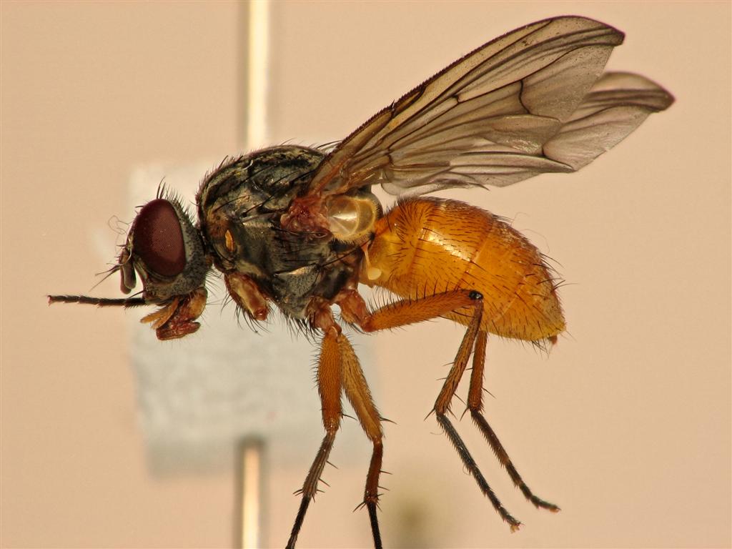 Diptera.info - Discussion Forum: Muscidae:Phaonia subventa (female)
