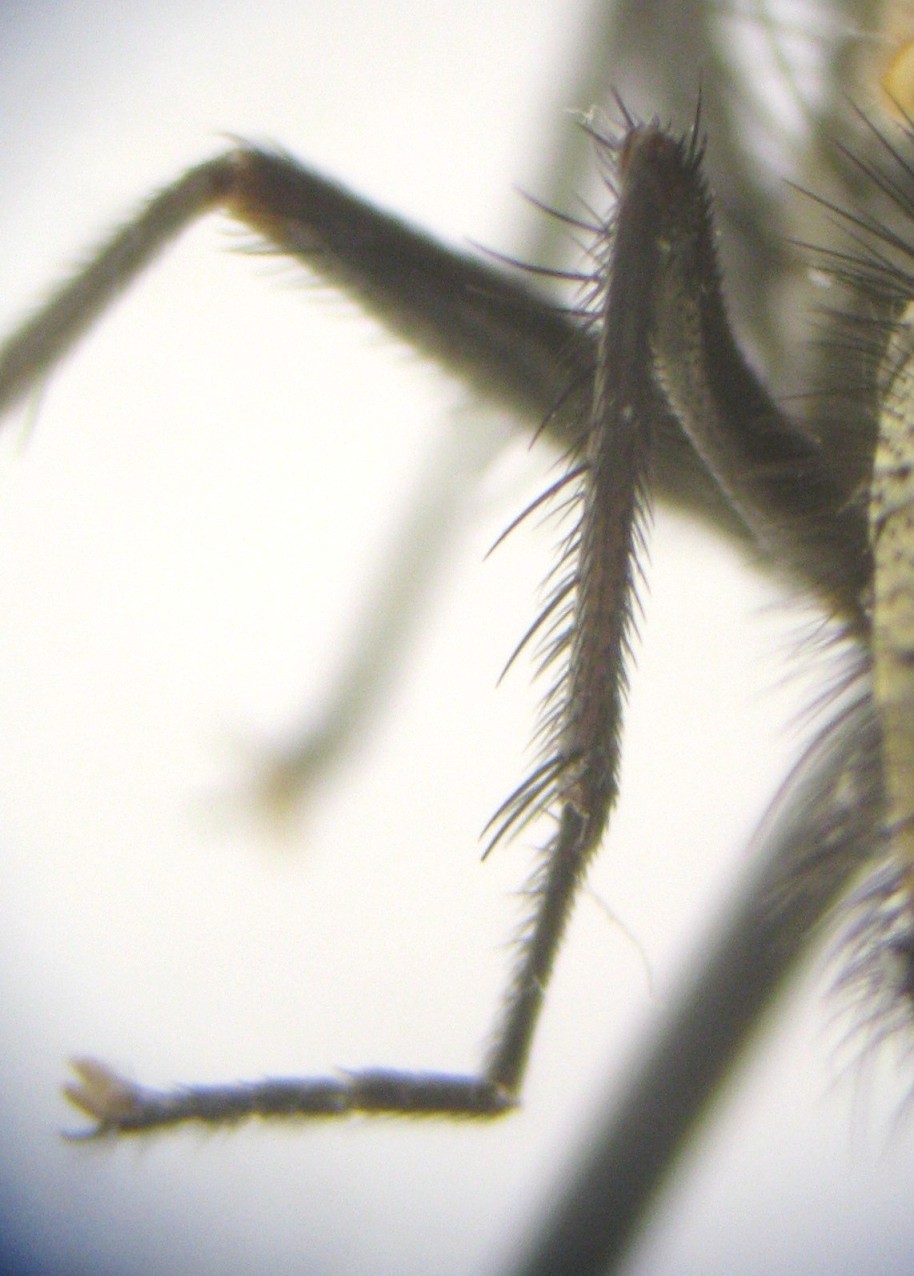 Diptera.info - Discussion Forum: Muscidae 23 Jul 2016 SE Sweden ...