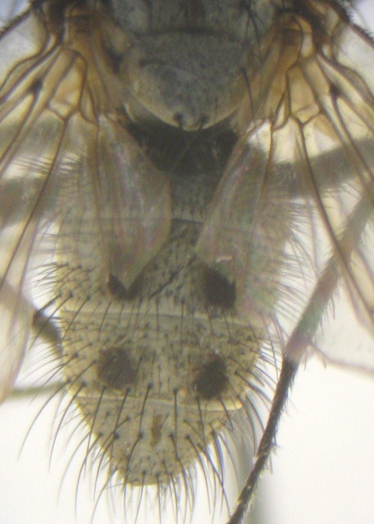 Diptera.info - Discussion Forum: Muscidae 23 Jul 2016 SE Sweden ...
