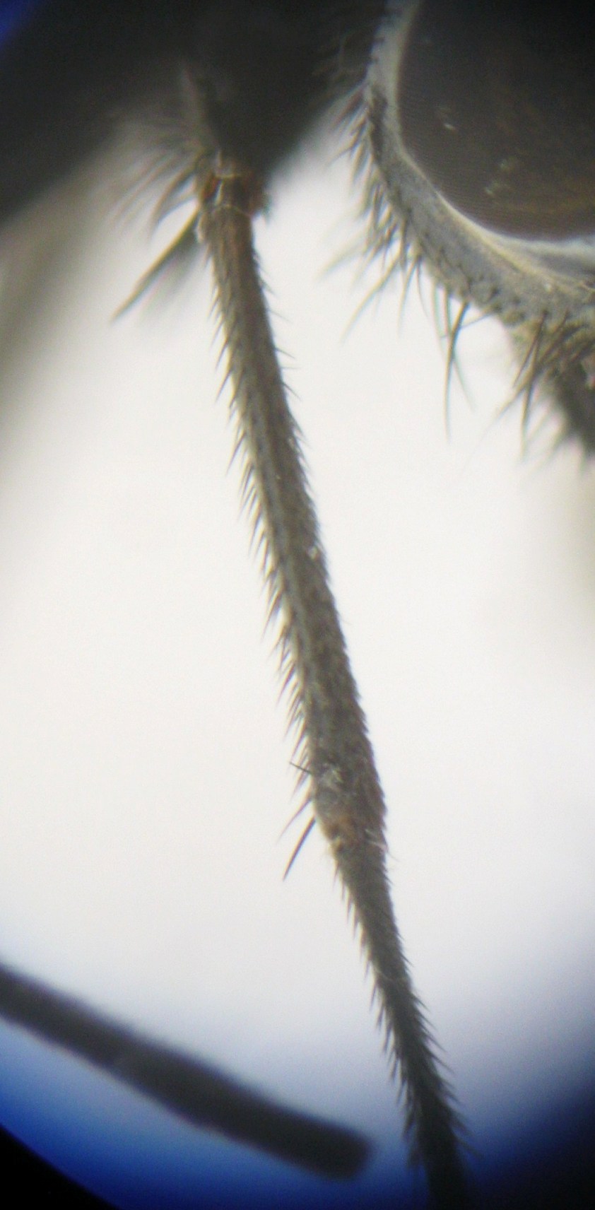 Diptera.info - Discussion Forum: Muscidae 23 Jul 2016 SE Sweden ...