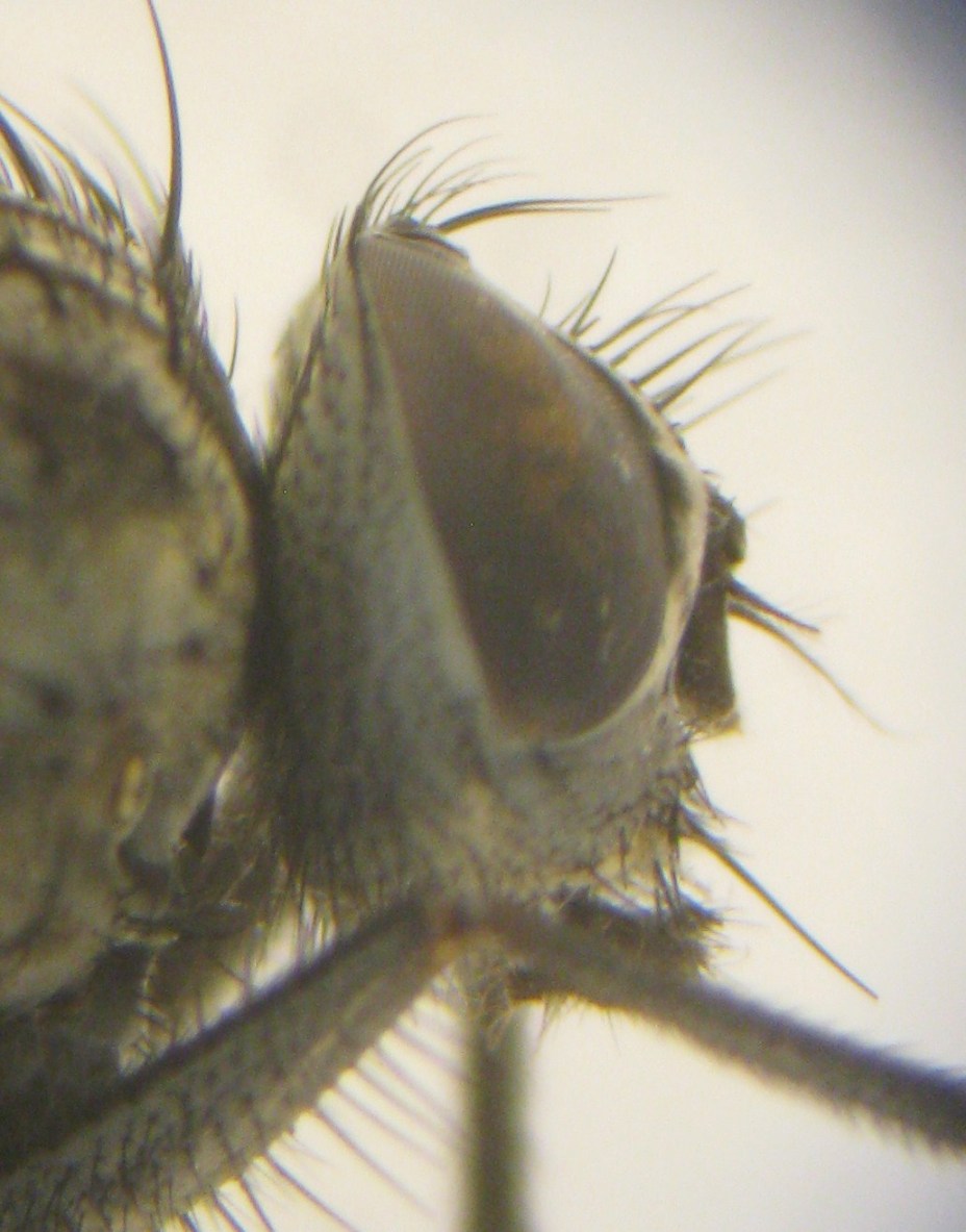 Diptera.info - Discussion Forum: Muscidae 23 Jul 2016 SE Sweden ...