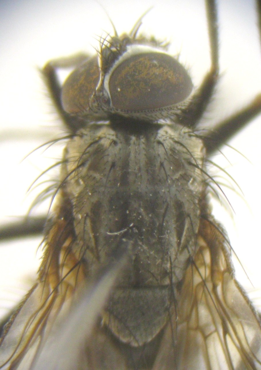 Diptera.info - Discussion Forum: Muscidae 23 Jul 2016 SE Sweden ...