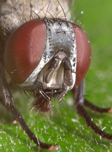 Diptera.info - Discussion Forum: Muscidae ID ->Hydrotaea cinerea
