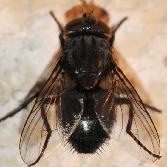 Diptera.info - Discussion Forum: Muscidae USA 2010-I-17 (= Muscina)