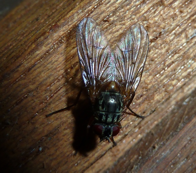 Diptera.info - Discussion Forum: Muscina? - 04/07/2011