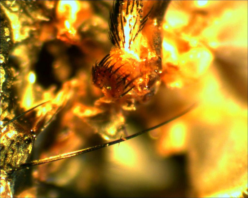 Diptera.info - Discussion Forum: Muscina sp.?