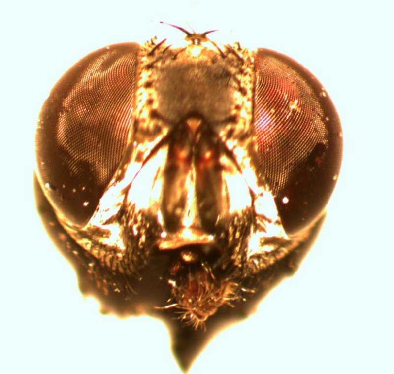 Diptera.info - Discussion Forum: Muscina sp.?