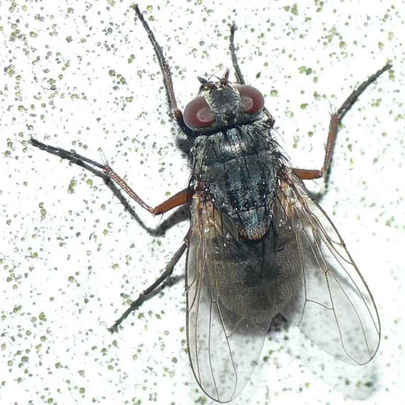 Diptera.info - Discussion Forum: Muscina stabulans (Muscidae)