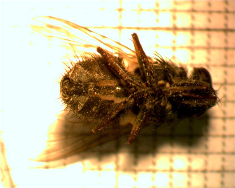 Diptera.info - Discussion Forum: Muscina sp.?