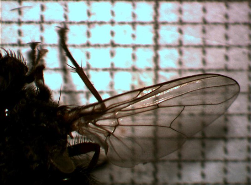 Diptera.info - Discussion Forum: Muscina sp.?