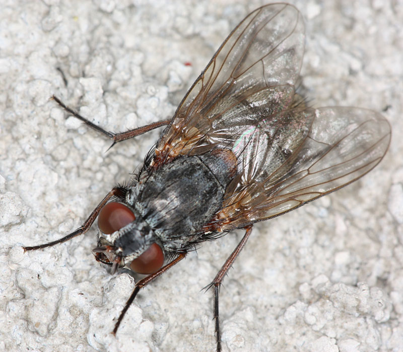 Diptera.info - Discussion Forum: Muscina female