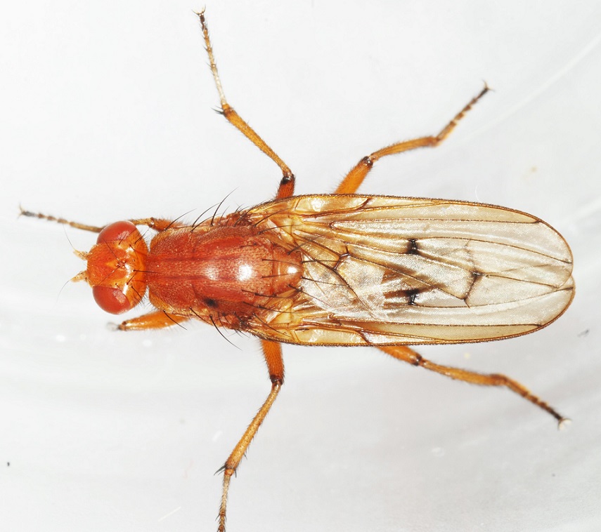 Diptera.info - Discussion Forum: Fly ID - Dryomyza anilis (Dryomyzidae)