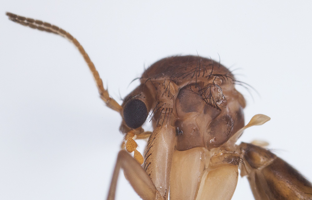 Diptera.info - Discussion Forum: Mycetophila perpallida?--->Mycetophila ...