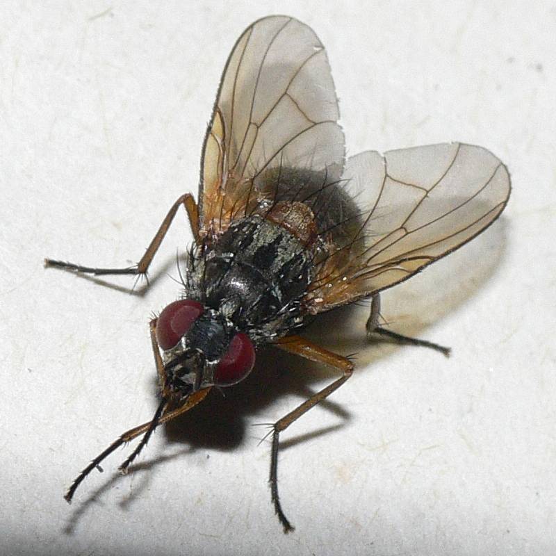 Diptera.info - Discussion Forum: Muscidae: Mydaea sp.? (30.10.10) --> M ...