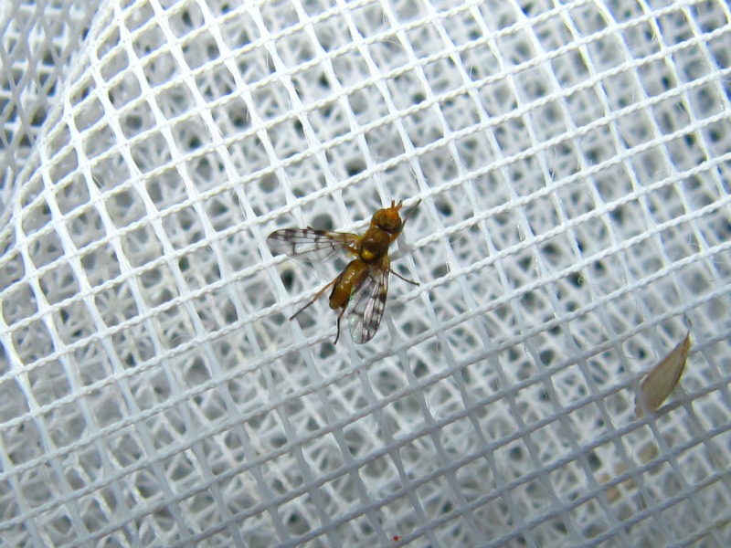 Diptera.info - Discussion Forum: Myopites apicatus to confirmed