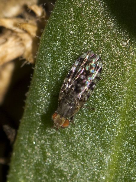 Diptera.info - Discussion Forum: Tephritis praecox