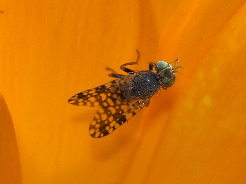 Diptera.info - Discussion Forum: Tephritis praecox