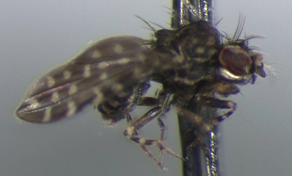 Diptera.info - Discussion Forum: Periscelididae Thailand