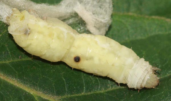 Diptera.info - Discussion Forum: Voria ruralis