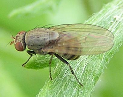 Diptera.info - Discussion Forum: Notophila sp.? -> Minettia fasciata agg.