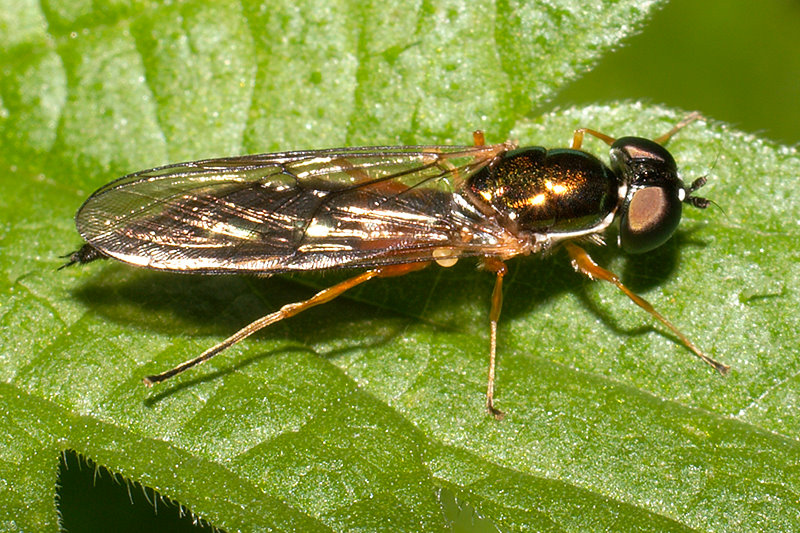 Diptera.info - Discussion Forum: Stratiomyidae - Sargus bipunctatus?