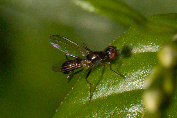 Diptera.info - Discussion Forum: Nemopoda nitidula?