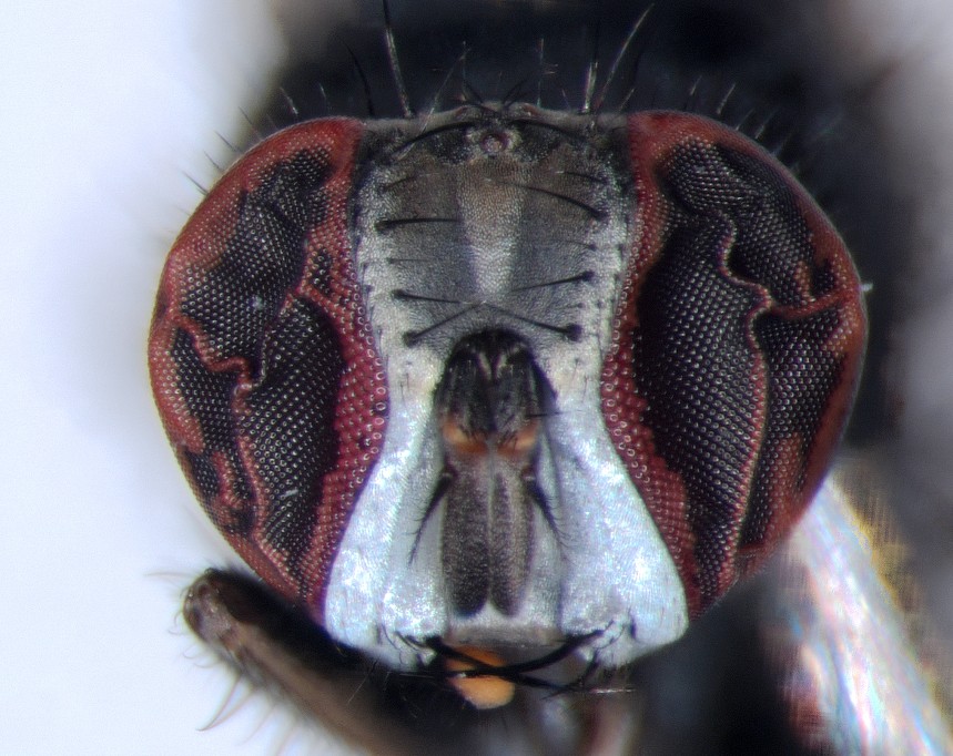 Diptera.info - Discussion Forum: Lispe pumila (Muscidae)