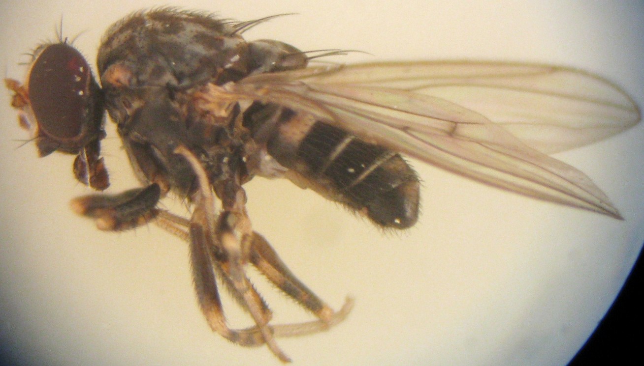Diptera.info - Discussion Forum: Odiniidae? 31 May 2016 SW Sweden