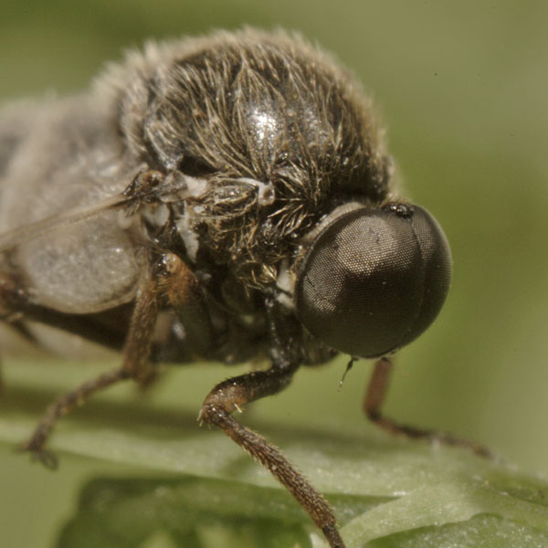 Diptera.info - Discussion Forum: Acroceridae - Ogcodes pallipes? NE HU ...