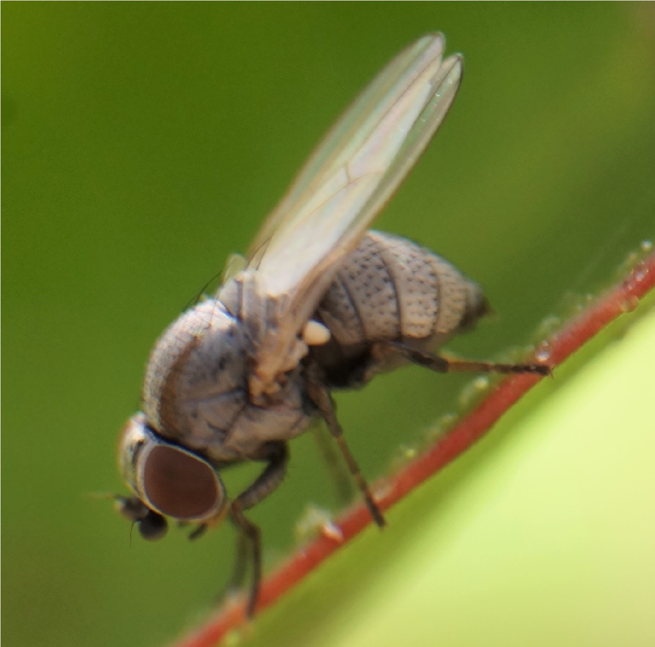 Diptera.info - Discussion Forum: Chaemyiidae: Leucopis
